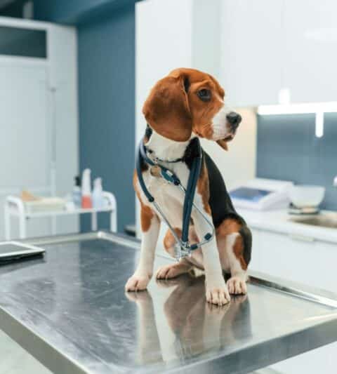 Pet Diagnosis In Portola Valley, CA | Village Square Portola Valley ...